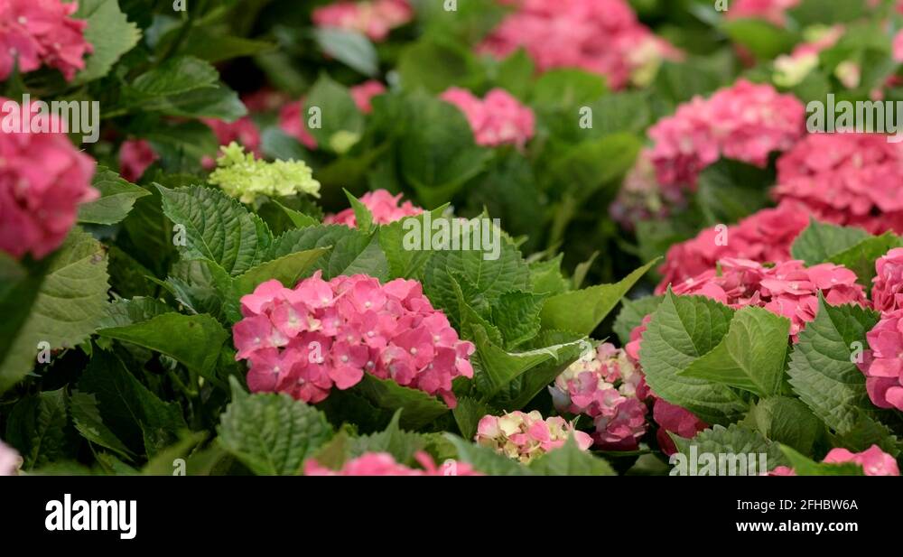 Hydrangea pink and blue Stock Videos & Footage - HD and 4K Video Clips ...