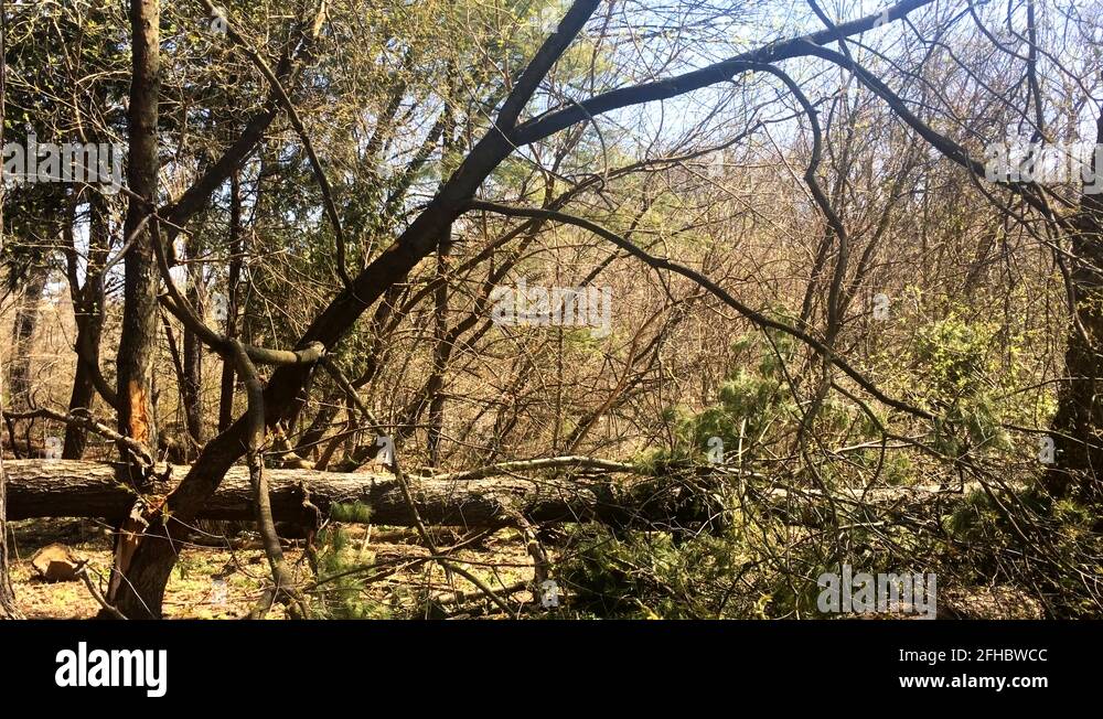 Path with trees blocking the way Stock Videos & Footage - HD and 4K ...