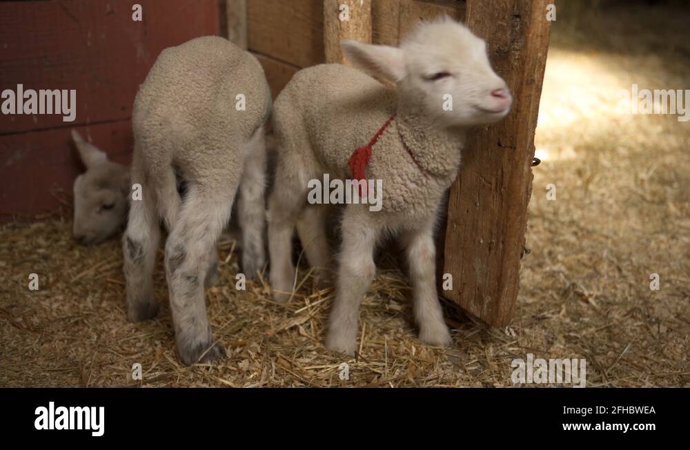 Ontario canada barn Stock Videos & Footage - HD and 4K Video Clips - Alamy