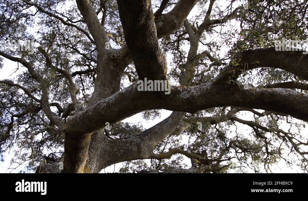 Tree branch detail Stock Videos & Footage - HD and 4K Video Clips - Alamy