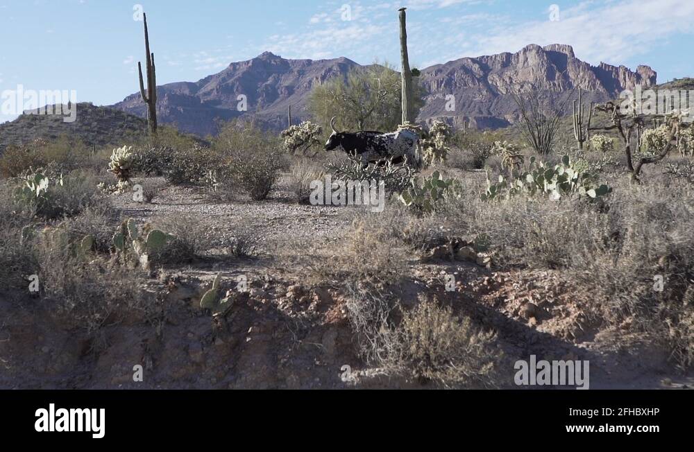 Rugged cow Stock Videos & Footage - HD and 4K Video Clips - Alamy