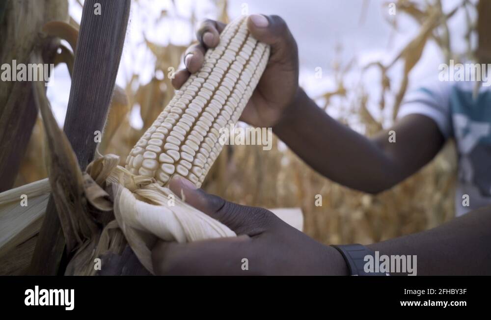 Maize cultivation africa Stock Videos & Footage - HD and 4K Video Clips ...