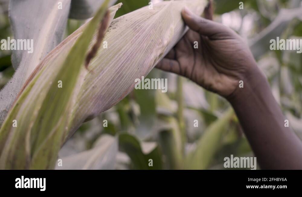 Maize hand harvesting Stock Videos & Footage - HD and 4K Video Clips ...