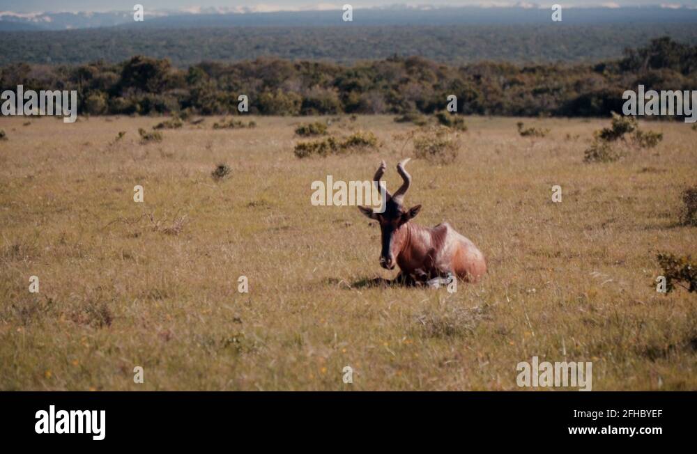 African ruminant Stock Videos & Footage - HD and 4K Video Clips - Alamy