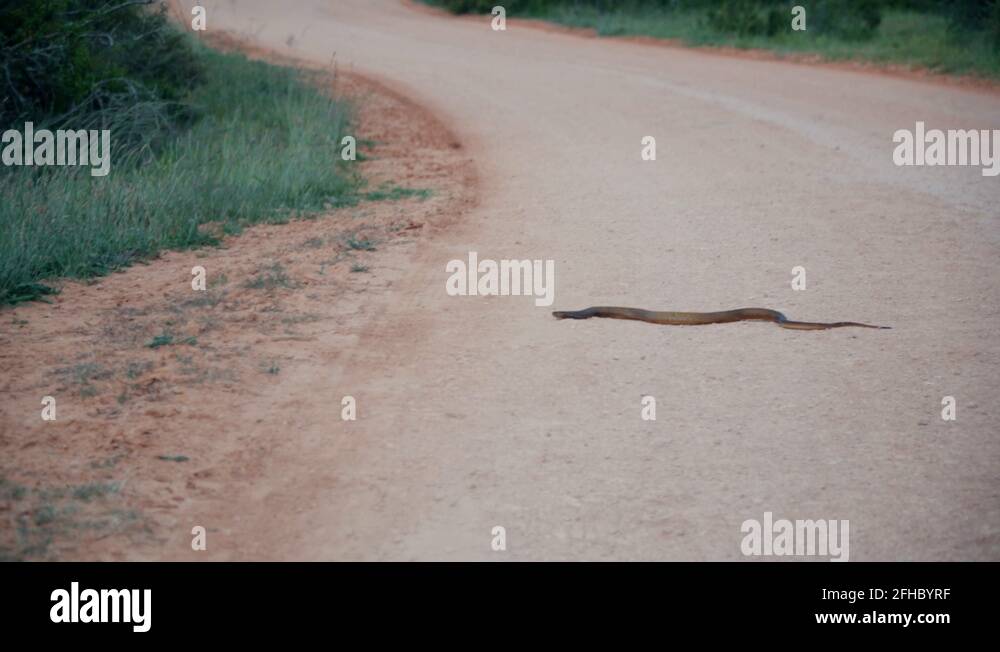 Snake crossing the road Stock Videos & Footage - HD and 4K Video Clips ...