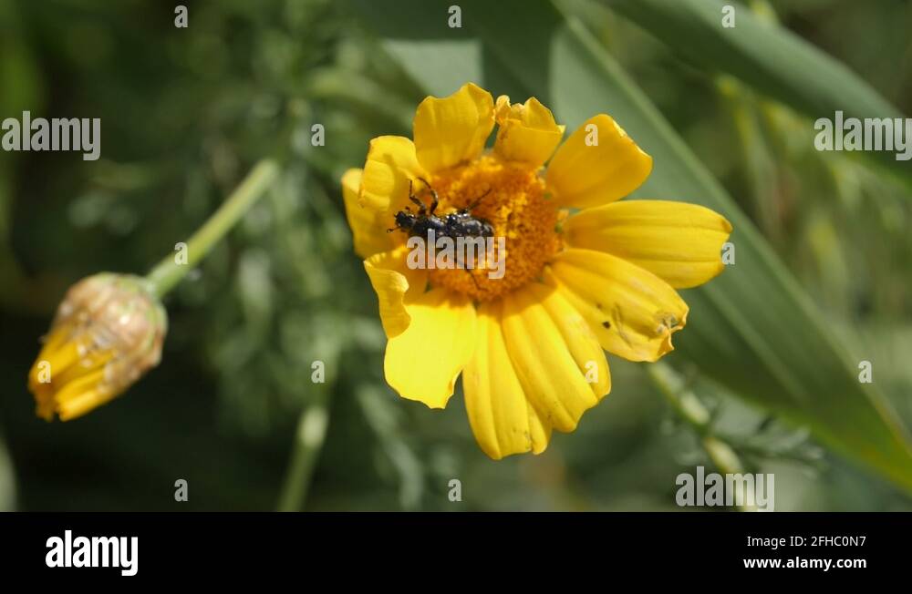 Middle east insects Stock Videos & Footage - HD and 4K Video Clips - Alamy