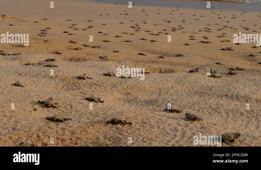 Baby sea turtles crawling to water Stock Videos & Footage - HD and 4K ...