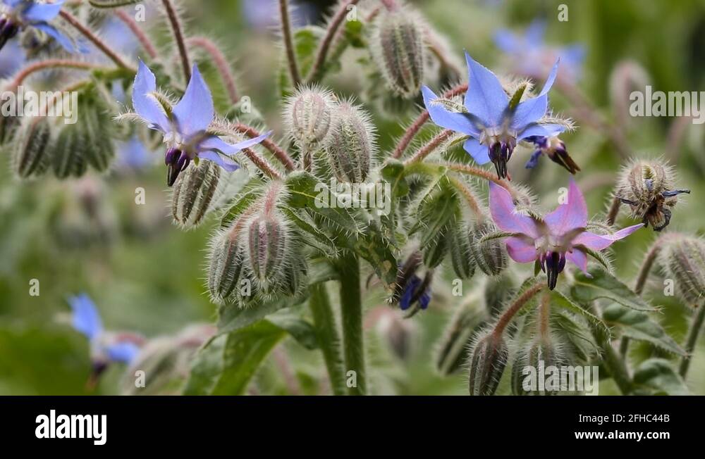 Borage plant with blue flowers borago officinalis Stock Videos ...