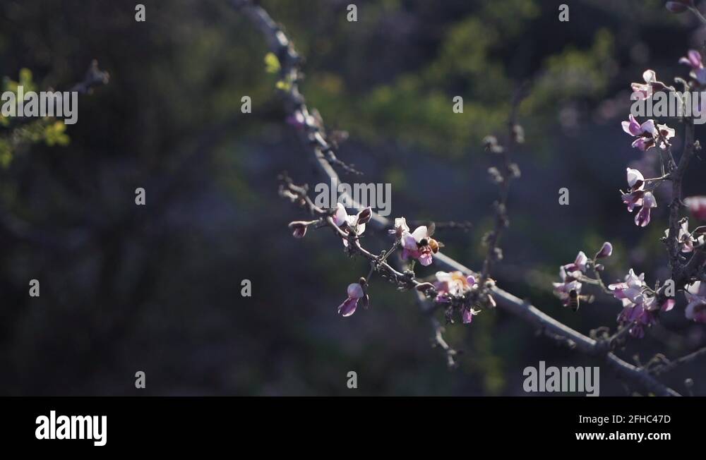 Purple desert flowers Stock Videos & Footage - HD and 4K Video Clips ...