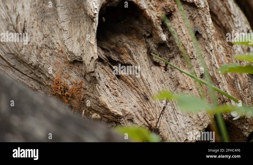 Ant colony farm Stock Videos & Footage - HD and 4K Video Clips - Alamy
