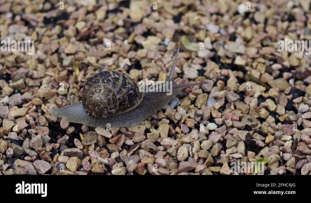 Gastropodanimalwithashell Stock Videos & Footage - HD and 4K Video ...