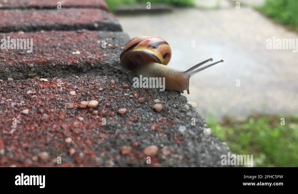 Snail and slug rain Stock Videos & Footage - HD and 4K Video Clips - Alamy