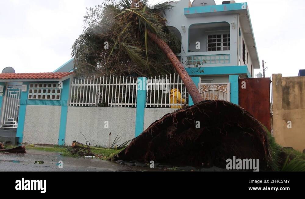 Maria tree Stock Videos & Footage - HD and 4K Video Clips - Alamy