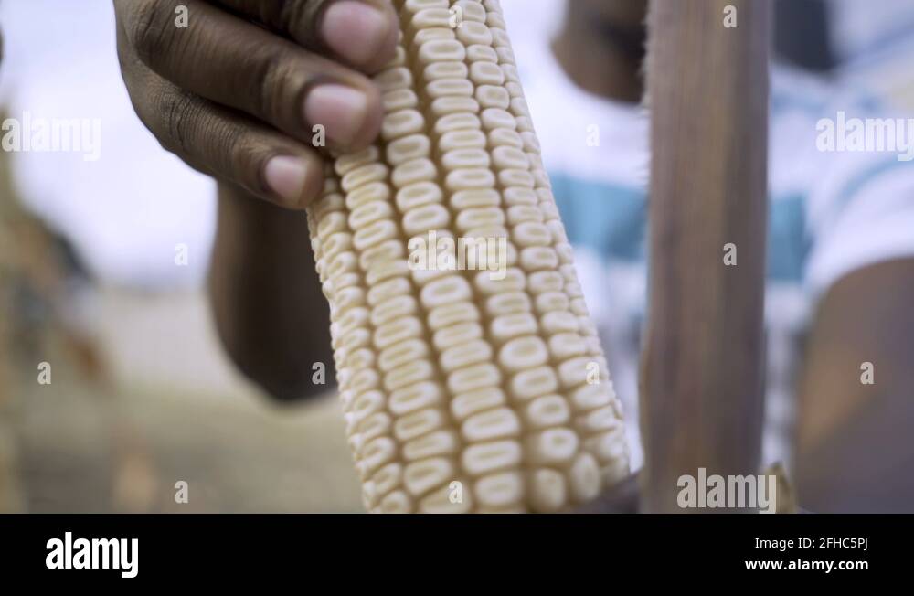 White maize Stock Videos & Footage - HD and 4K Video Clips - Alamy