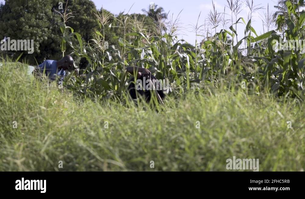 Corn farming Stock Videos & Footage - HD and 4K Video Clips - Alamy
