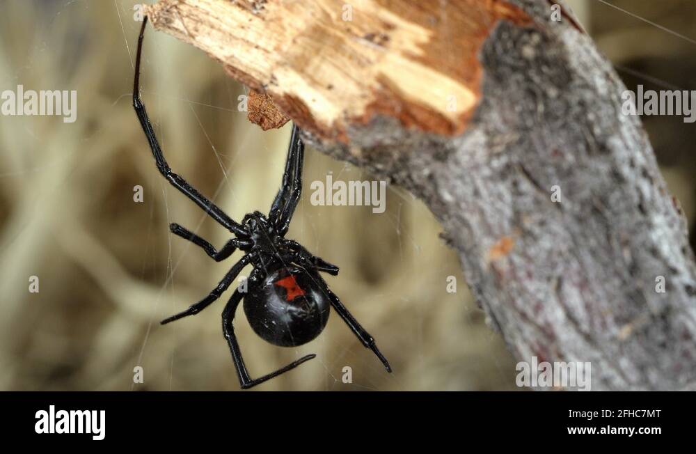 Red hourglass Stock Videos & Footage - HD and 4K Video Clips - Alamy