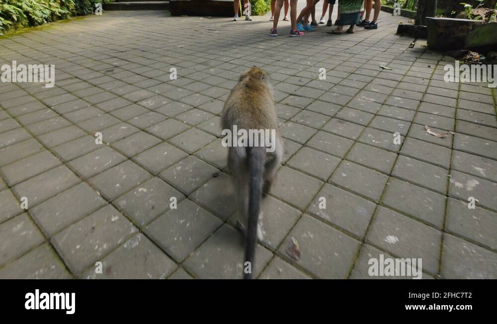 Monkey looking into camera Stock Videos & Footage - HD and 4K Video ...