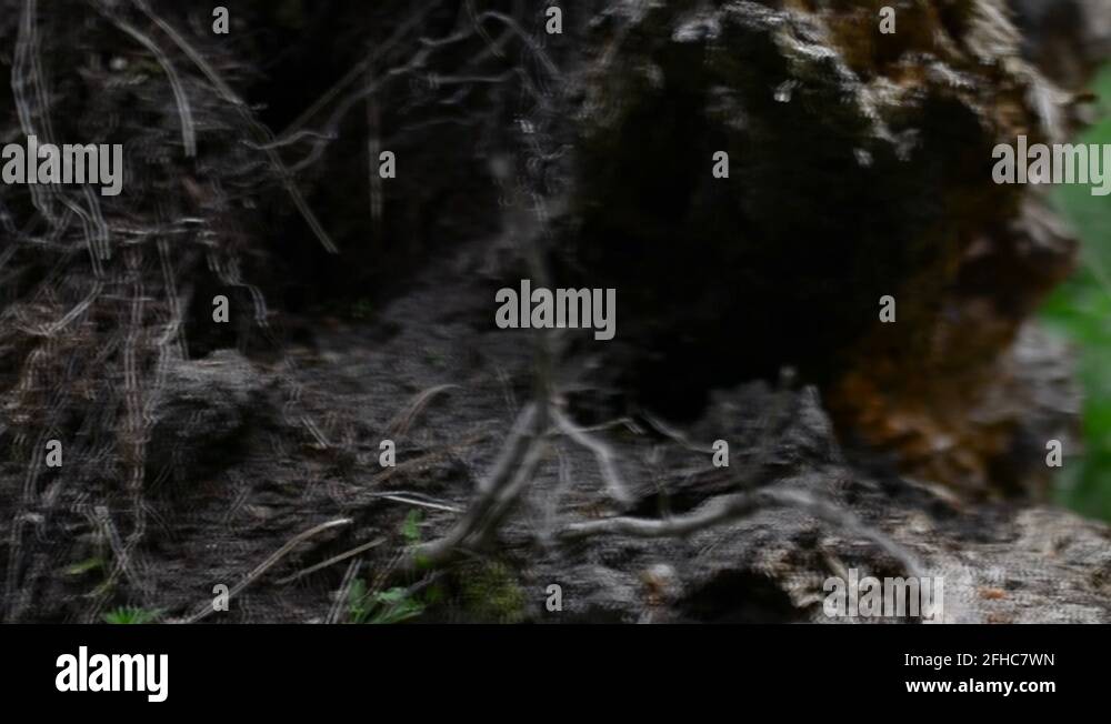 fallen tree in a forest, unveiling with a swipe from left to right ...