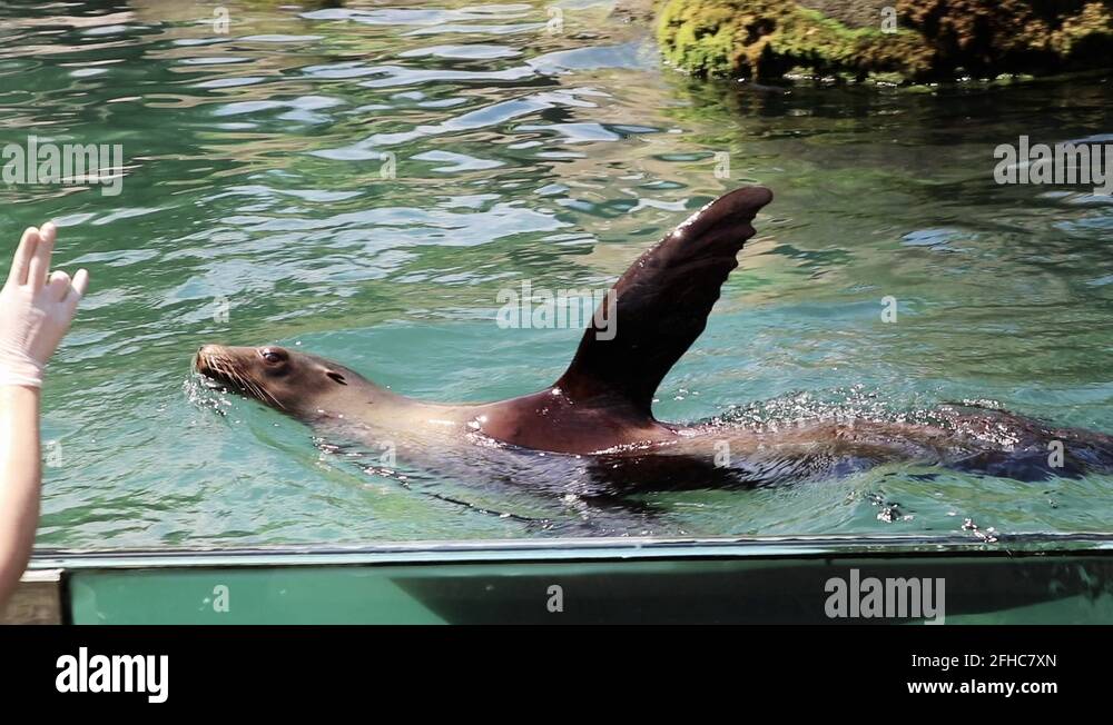 Flipper zoo Stock Videos & Footage - HD and 4K Video Clips - Alamy