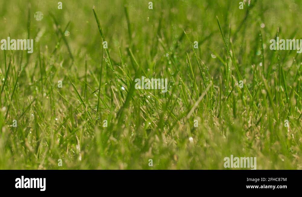 Condensation plant Stock Videos & Footage - HD and 4K Video Clips - Alamy