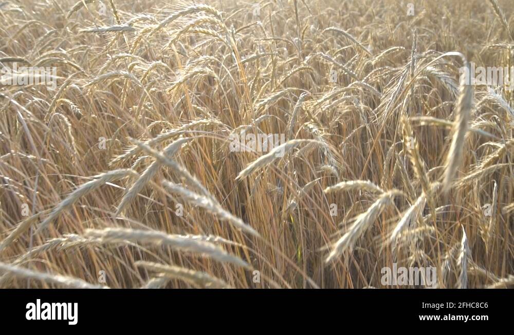 Turkey wheat Stock Videos & Footage - HD and 4K Video Clips - Alamy