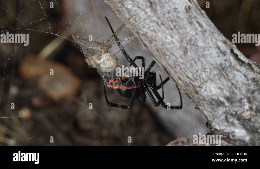 Spider web different Stock Videos & Footage - HD and 4K Video Clips - Alamy
