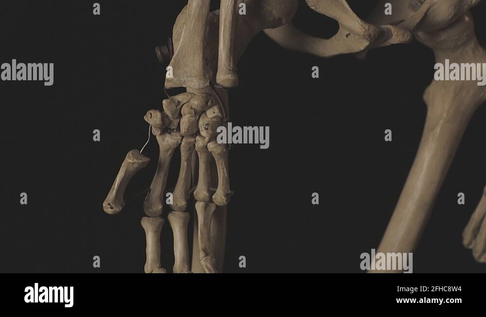 Real skeleton Stock Videos & Footage - HD and 4K Video Clips - Alamy