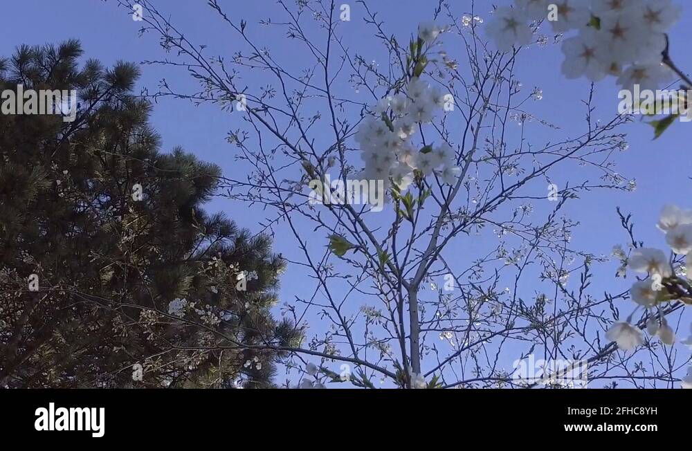 White sprouted Stock Videos & Footage - HD and 4K Video Clips - Alamy