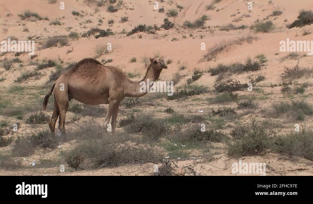 Uae desert camel Stock Videos & Footage - HD and 4K Video Clips - Alamy