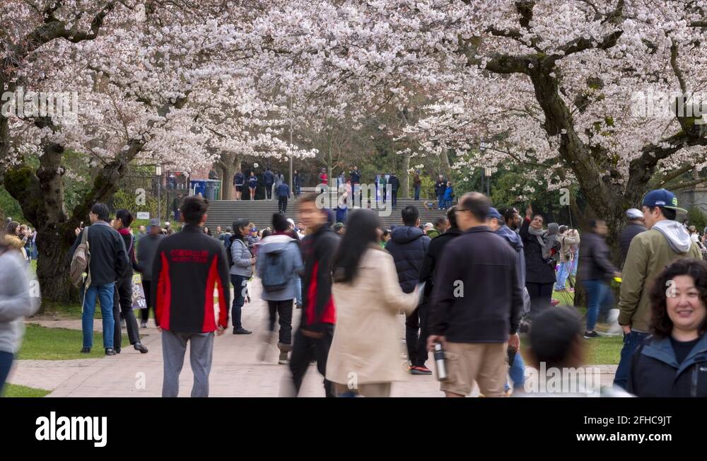 Campus full of trees Stock Videos & Footage - HD and 4K Video Clips - Alamy