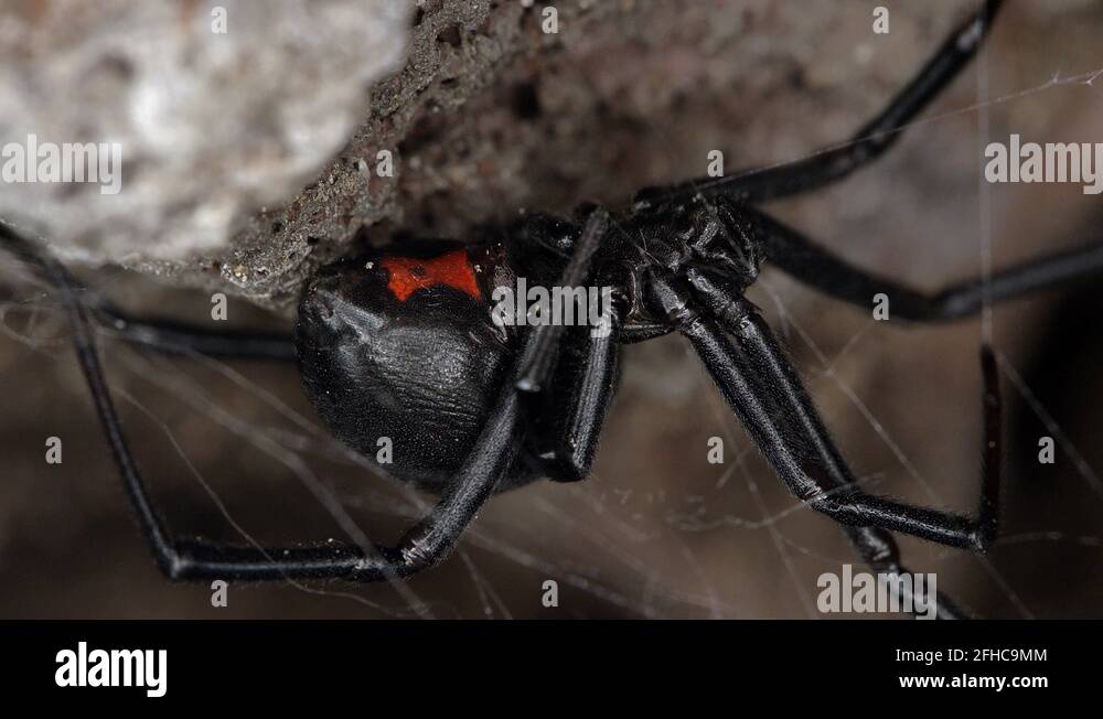 Spider under Stock Videos & Footage - HD and 4K Video Clips - Alamy