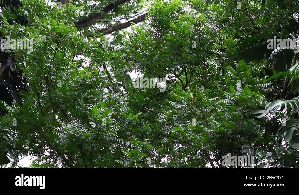 Tree overlay Stock Videos & Footage - HD and 4K Video Clips - Alamy