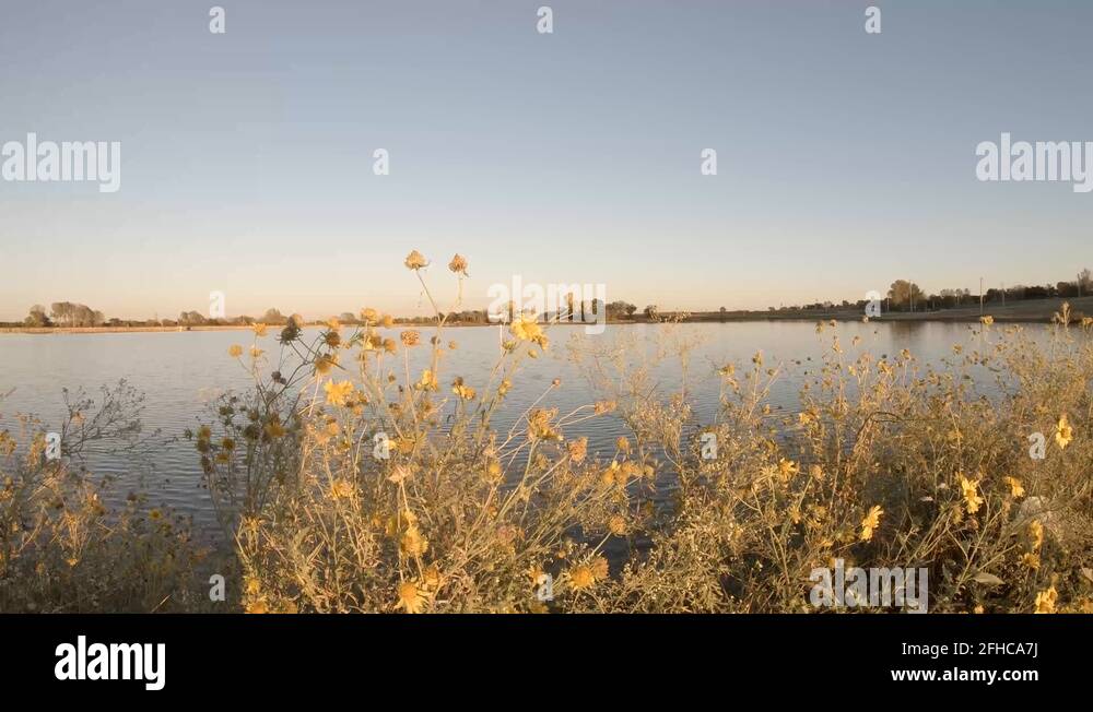 Sunflower at lake Stock Videos & Footage - HD and 4K Video Clips - Alamy