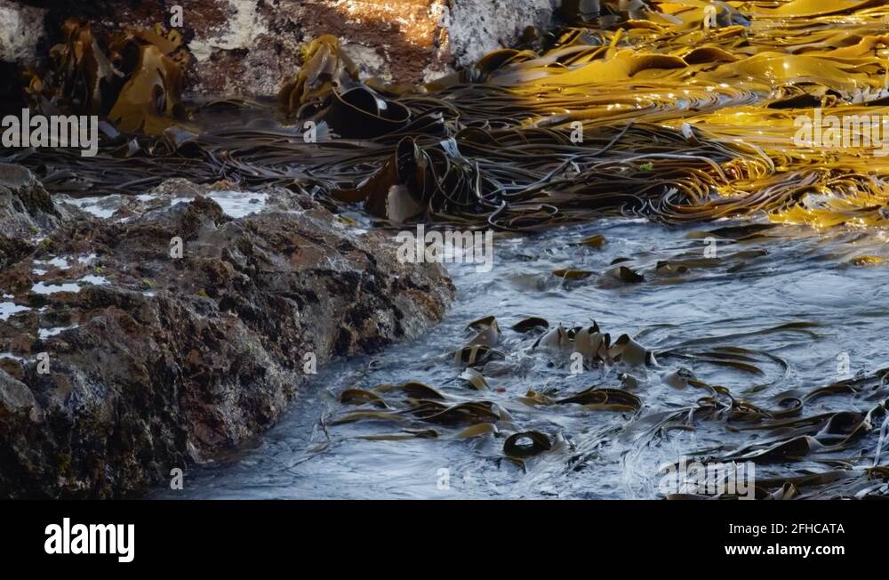 Clump of seaweed Stock Videos & Footage - HD and 4K Video Clips - Alamy