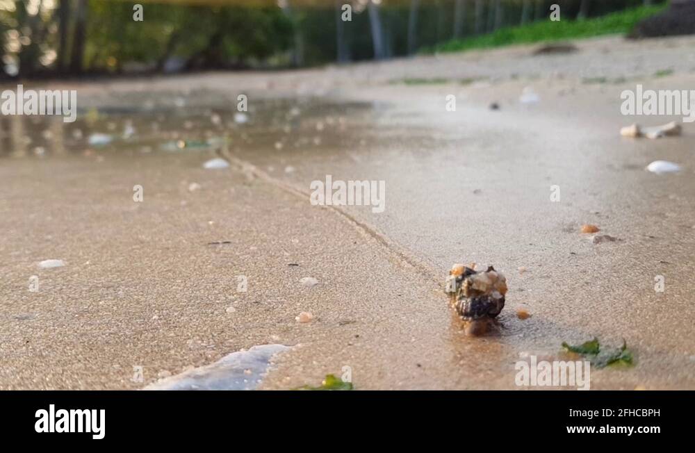 Sea snail trail Stock Videos & Footage - HD and 4K Video Clips - Alamy