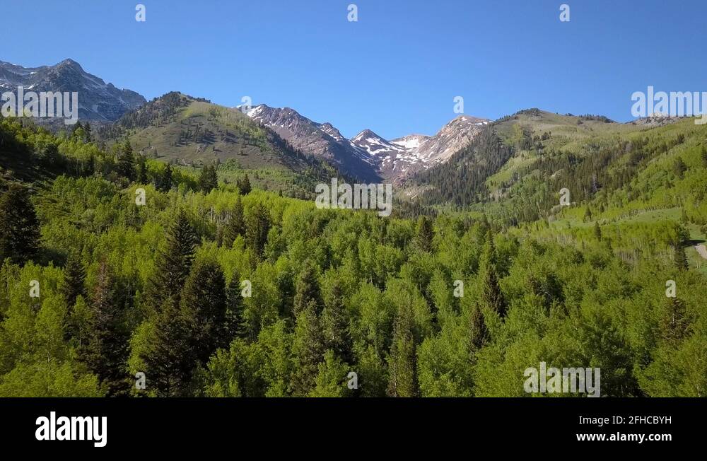 Thick forest with mountains Stock Videos & Footage - HD and 4K Video ...