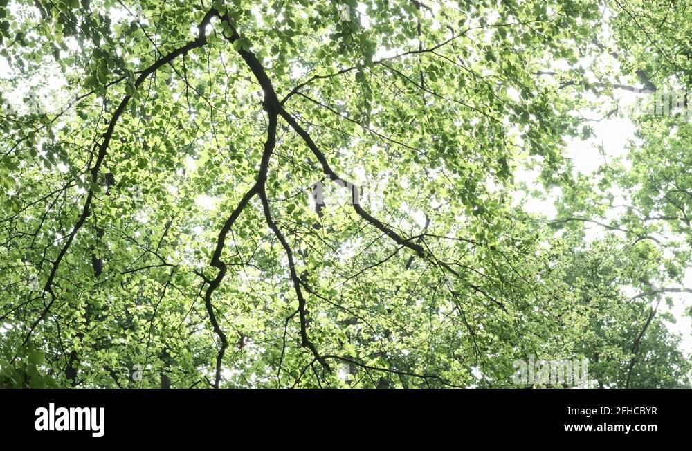 Beech trees woodland english forest Stock Videos & Footage - HD and 4K ...