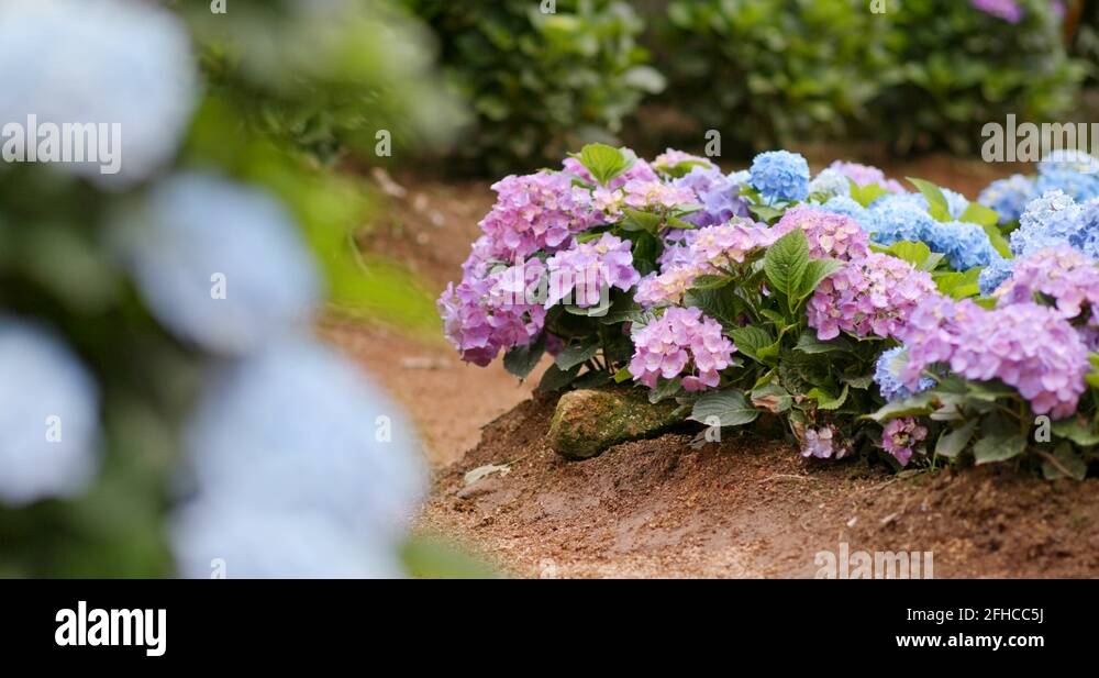 Hydrangea frame Stock Videos & Footage - HD and 4K Video Clips - Alamy