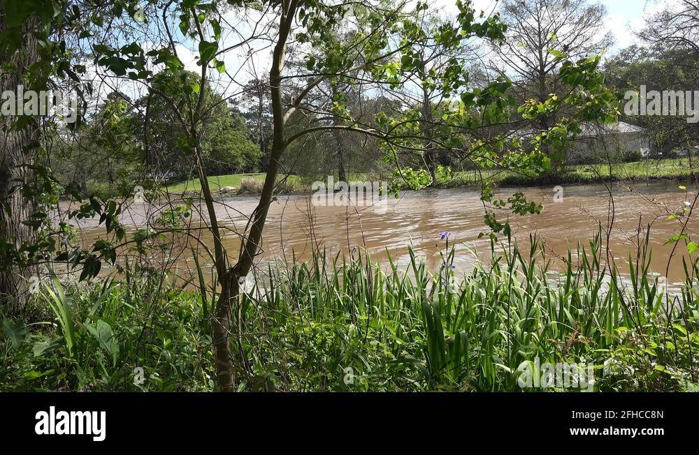 Bayou louisiana cypress tree Stock Videos & Footage - HD and 4K Video ...