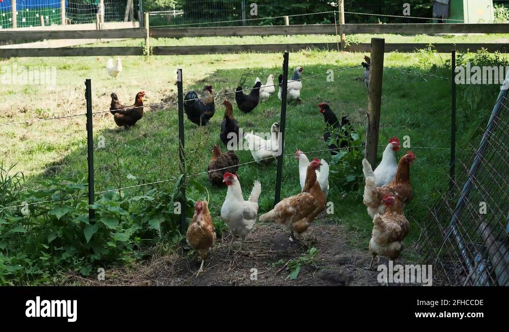 A bunch of chickens Stock Video Footage - Alamy
