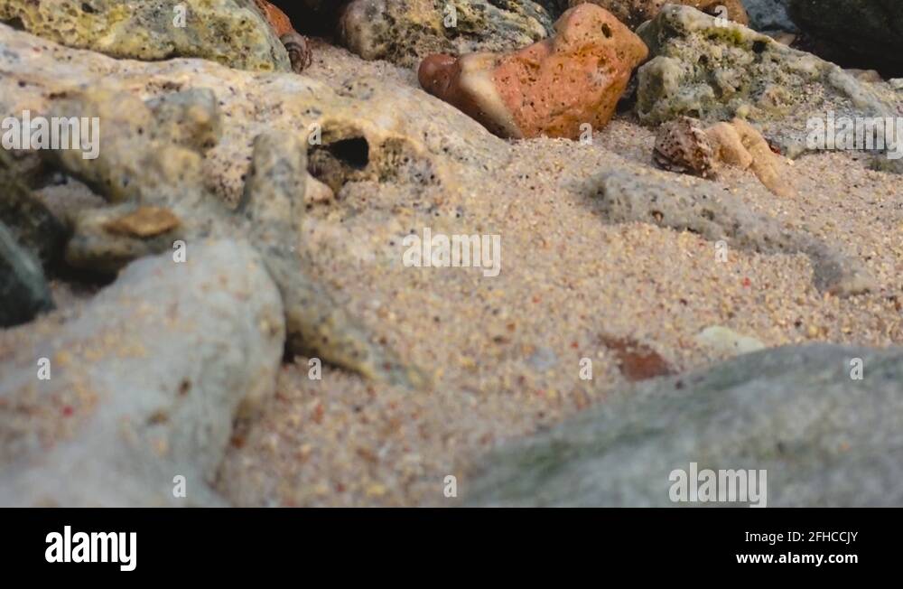 Hide in your shell Stock Videos & Footage - HD and 4K Video Clips - Alamy