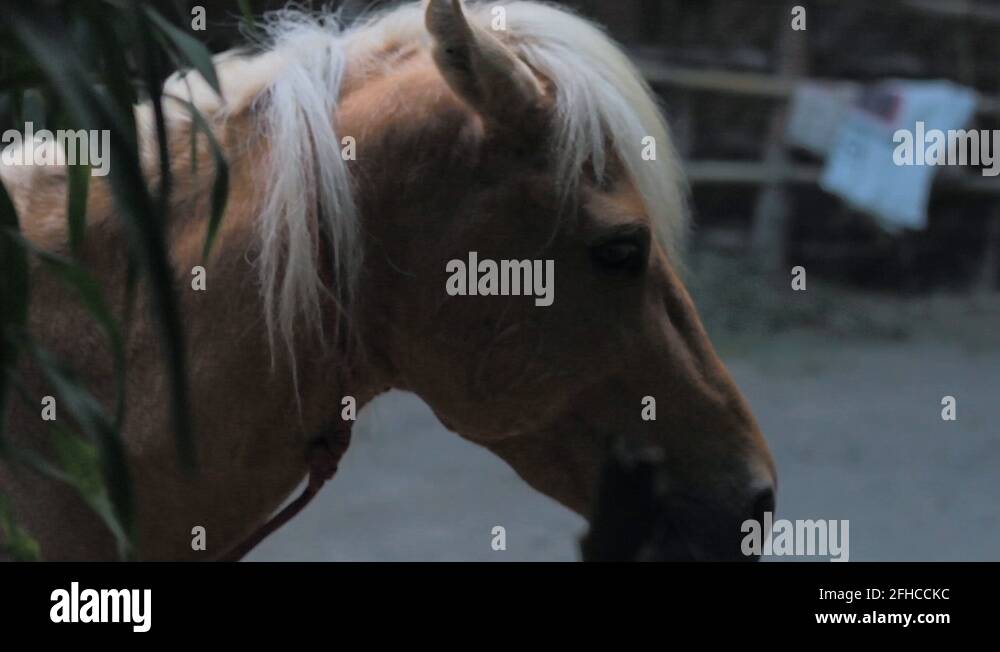 Beige pony Stock Videos & Footage - HD and 4K Video Clips - Alamy