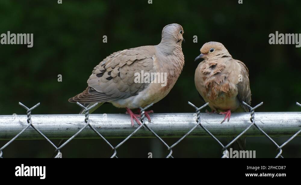 A pair of doves Stock Videos & Footage - HD and 4K Video Clips - Alamy