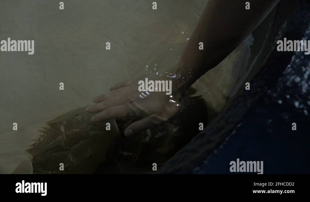 Person touching fish Stock Videos & Footage - HD and 4K Video Clips - Alamy