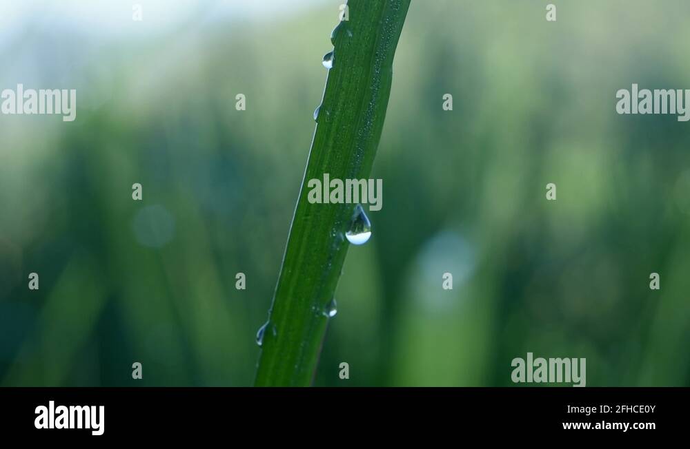 Rice planting techniques Stock Videos & Footage - HD and 4K Video Clips ...