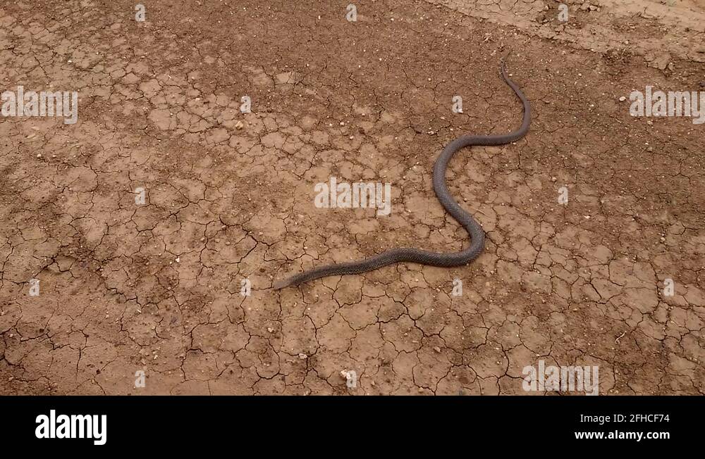 Australian brown snake Stock Videos & Footage - HD and 4K Video Clips ...