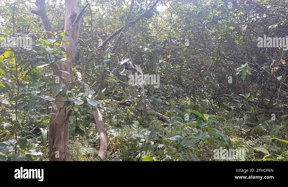 Zanzibar tree Stock Videos & Footage - HD and 4K Video Clips - Alamy