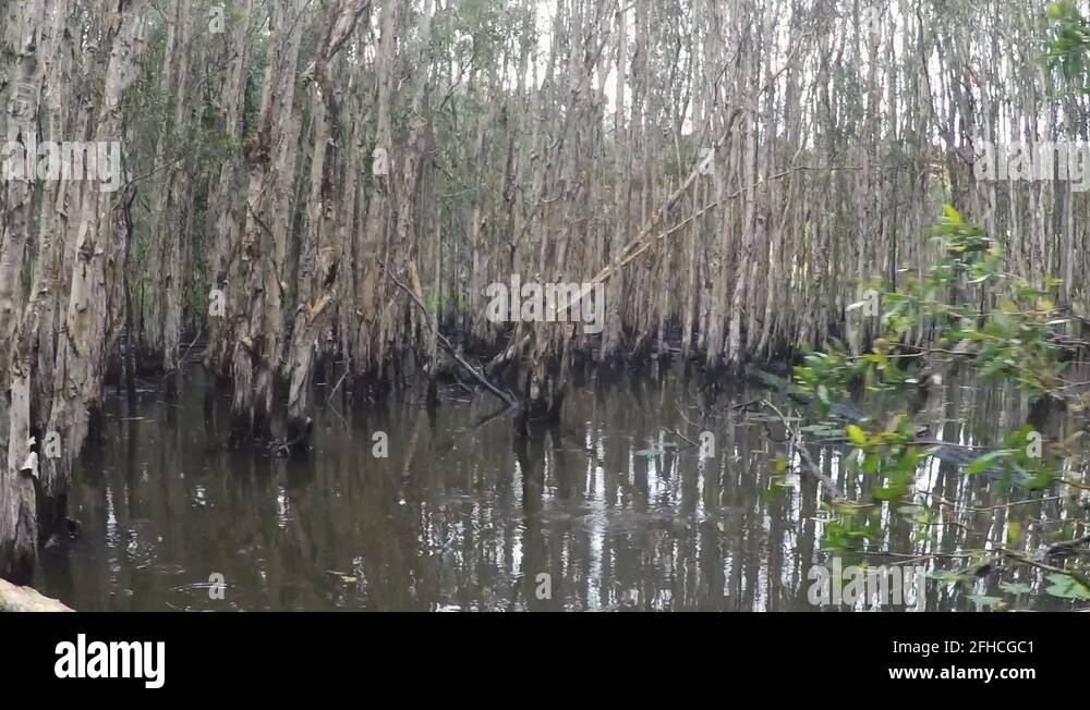 Boggy marsh Stock Videos & Footage - HD and 4K Video Clips - Alamy