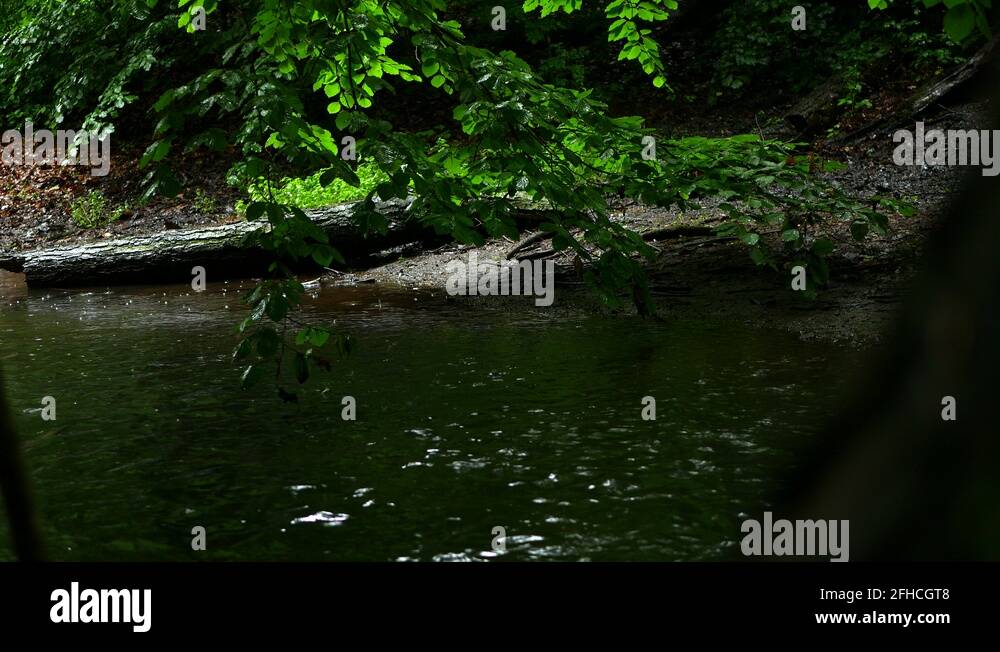 Raining in river Stock Videos & Footage - HD and 4K Video Clips - Alamy