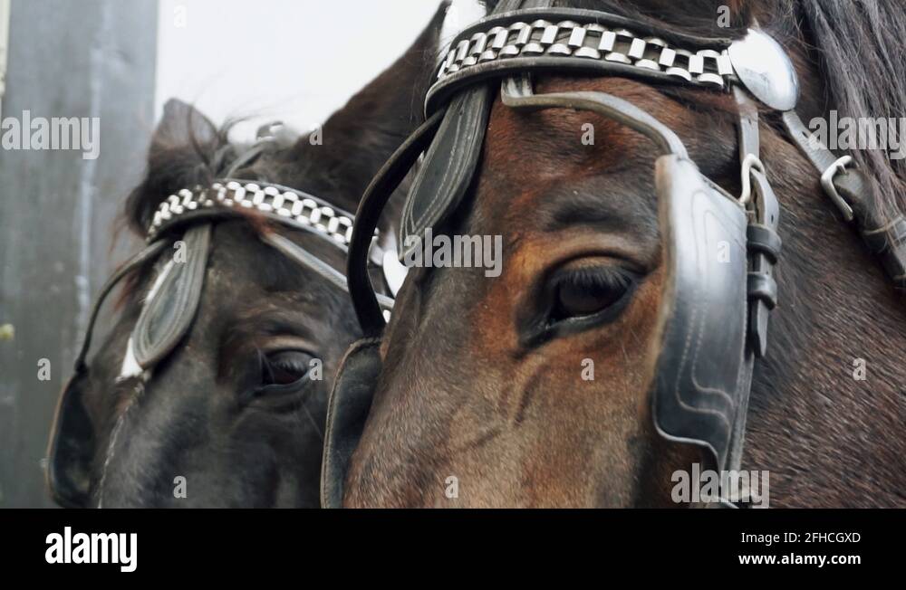 German riding horse portrait Stock Videos & Footage - HD and 4K Video ...
